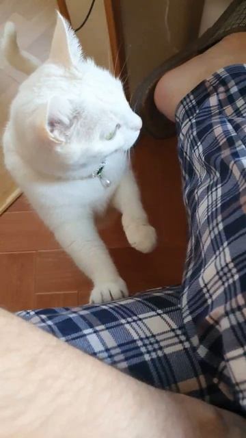 Милка ищет себе занятие