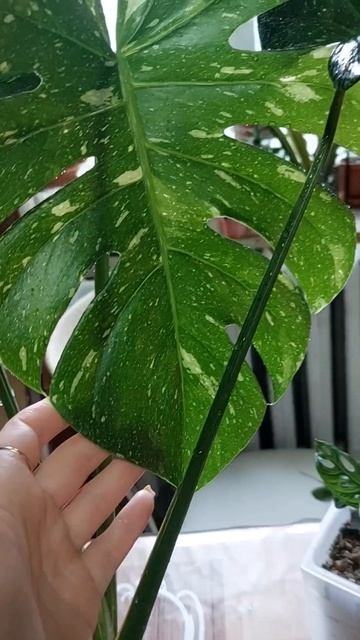 Монстера "тайское созвездие ♥️"!