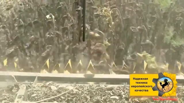 Жатка для уборки подсолнечника "Sunfloro"