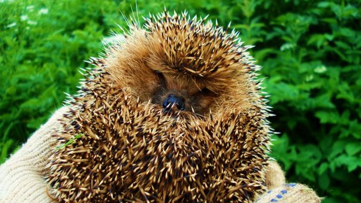 Ёжик пробежал