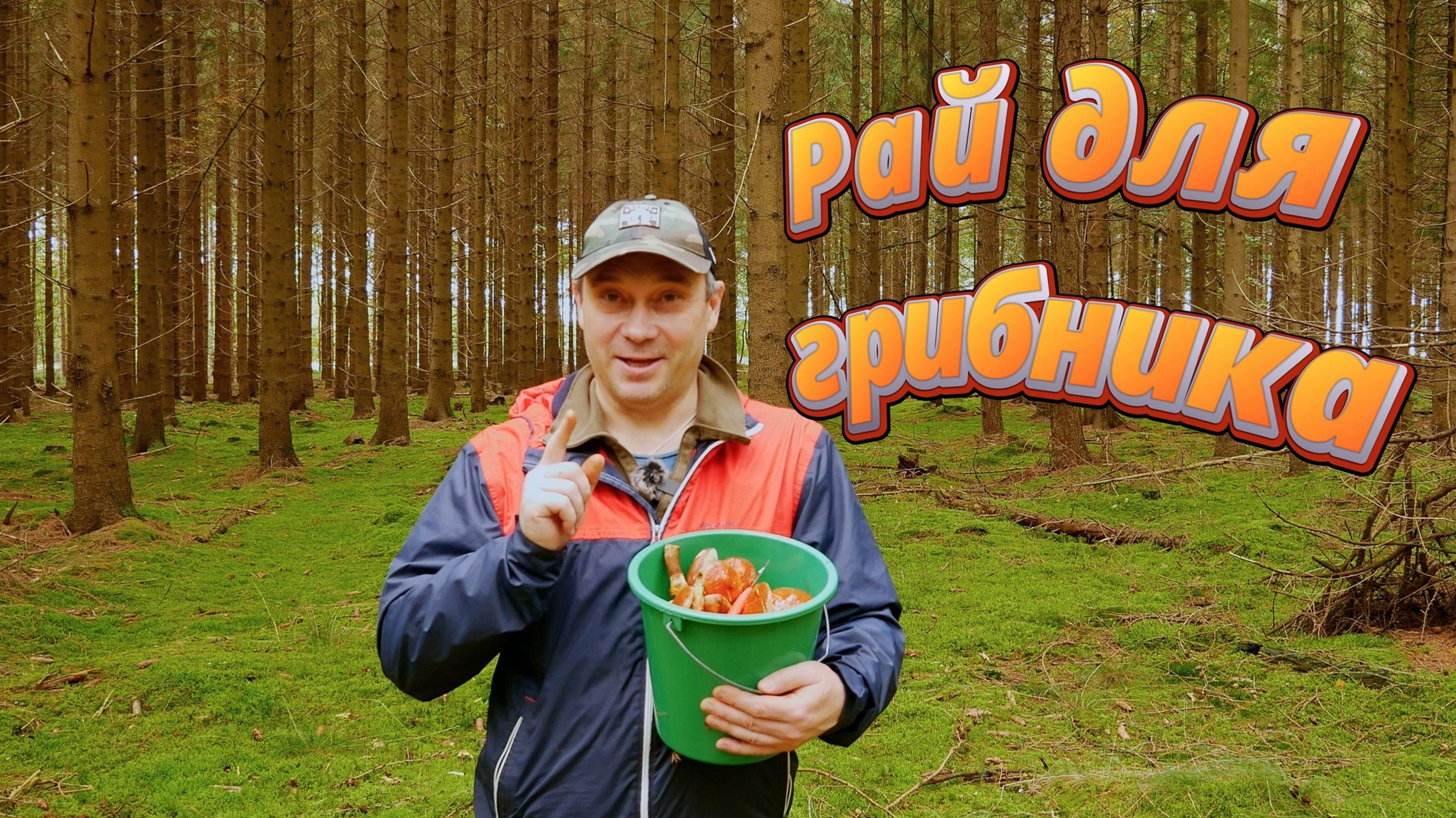 Грибное место.  Рай для грибника- маслята.