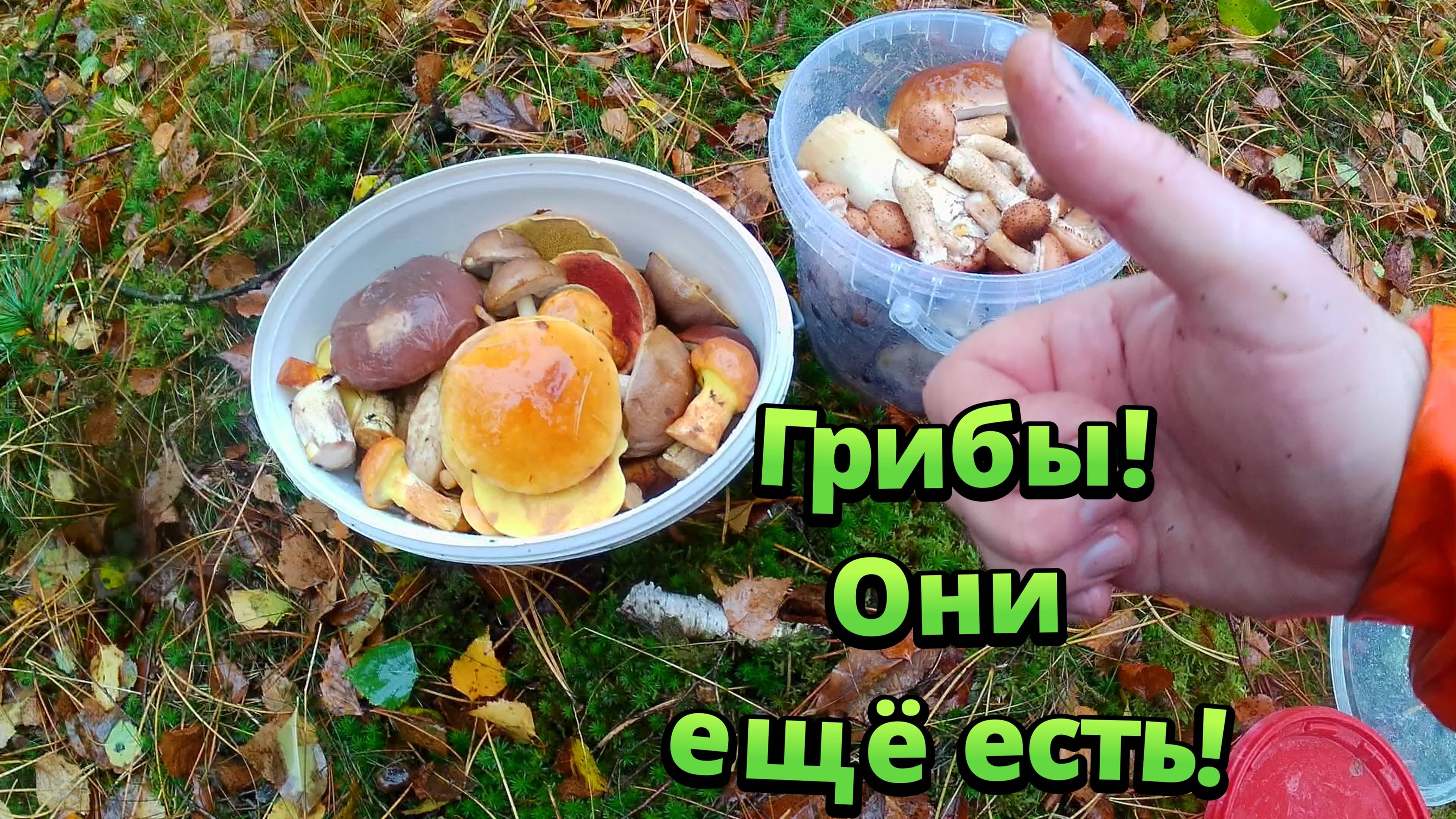 За грибами. Они ещё есть!