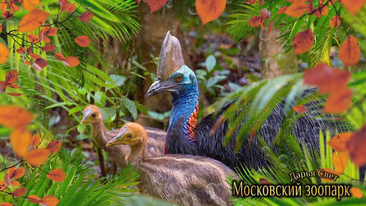 Шлемоносный казуар, или южный казуар. Динозавр в перьях. Птица-ниндзя. Московский зоопарк 2025