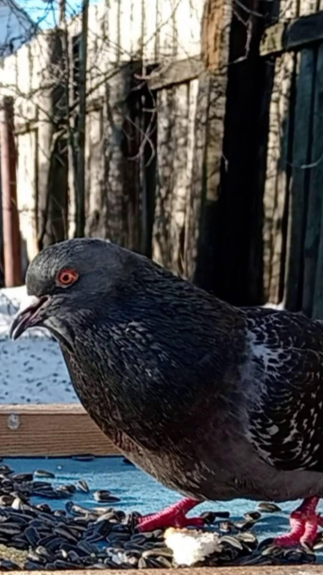 Голубь прилетел на кормушку