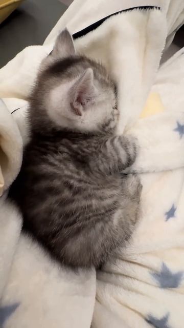 Самое милое, что вы сегодня увидите