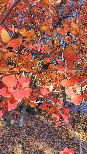 Краски осени 09-11-2025