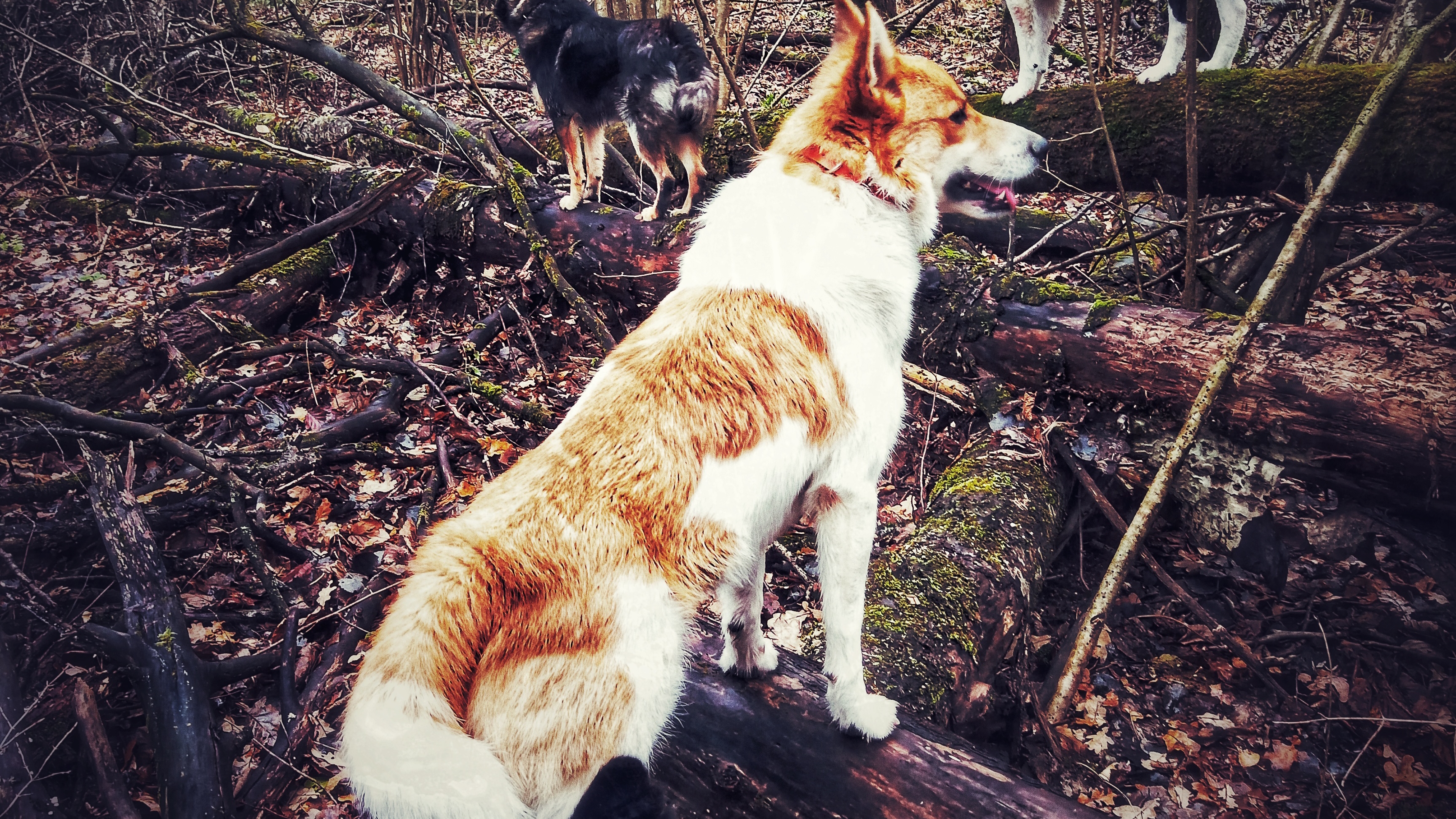 ДПСС. Поиск потерянной вещи. Шакало-псовая собака шалайка Рыжый
