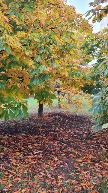 Каштан окт 2025