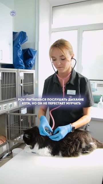 послушать кота