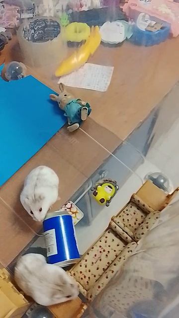 карамелька с желатинкой репетируют в актовом зале🎶 Лиля с хомяками🐹🐹