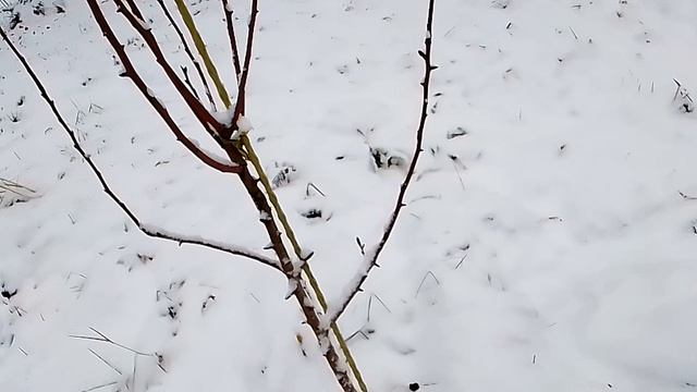 Как из стройного веретена создать формировку Би Баум?