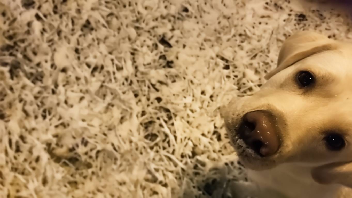 Снежное утро, или как Симба объявил бойкот зиме