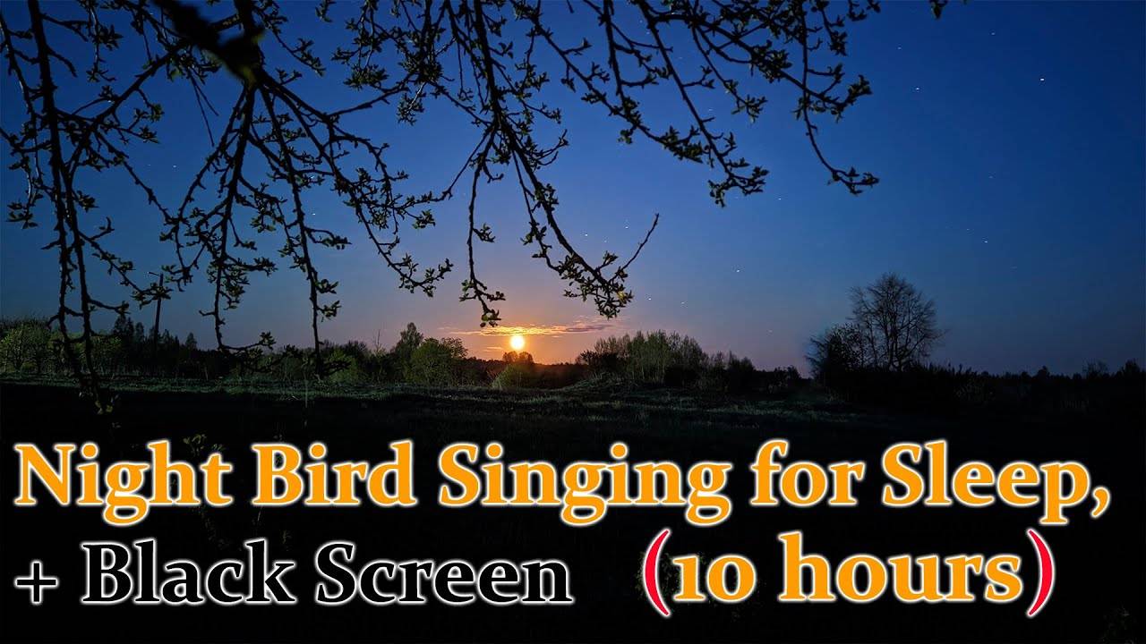 Night Bird Singing for Sleep, + Black Screen