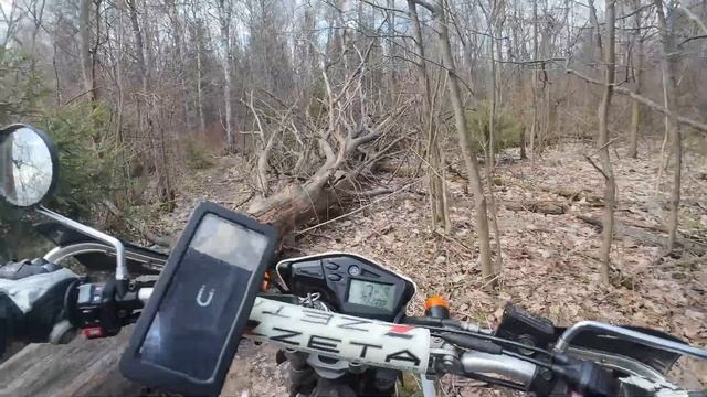 Катаюсь в лесу 13