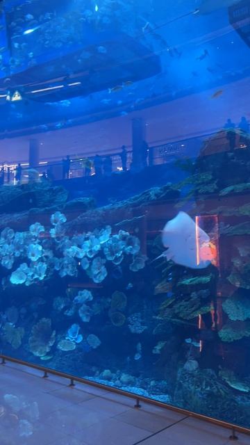 Аквариум в Дубай Молле