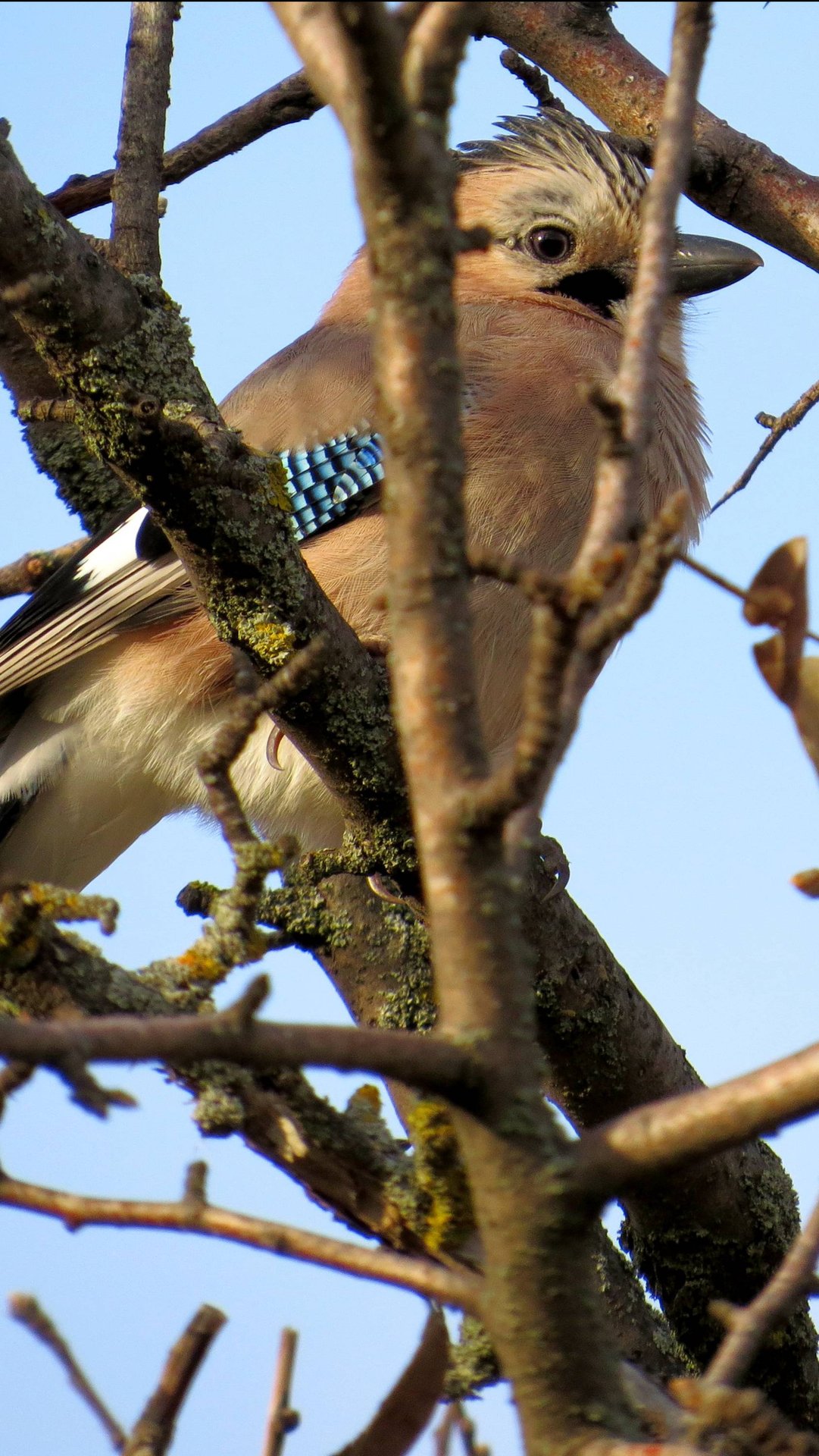 Спой, птичка! Сойка.