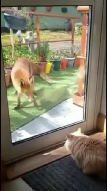 Смешные коты #90-5