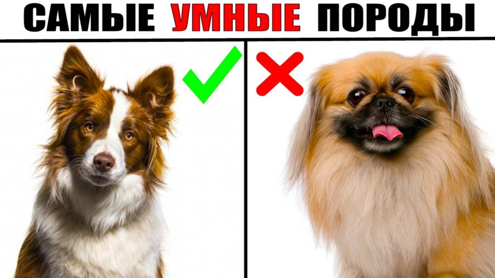 5 самых БЫСТРООБУЧАЕМЫХ пород собак в мире