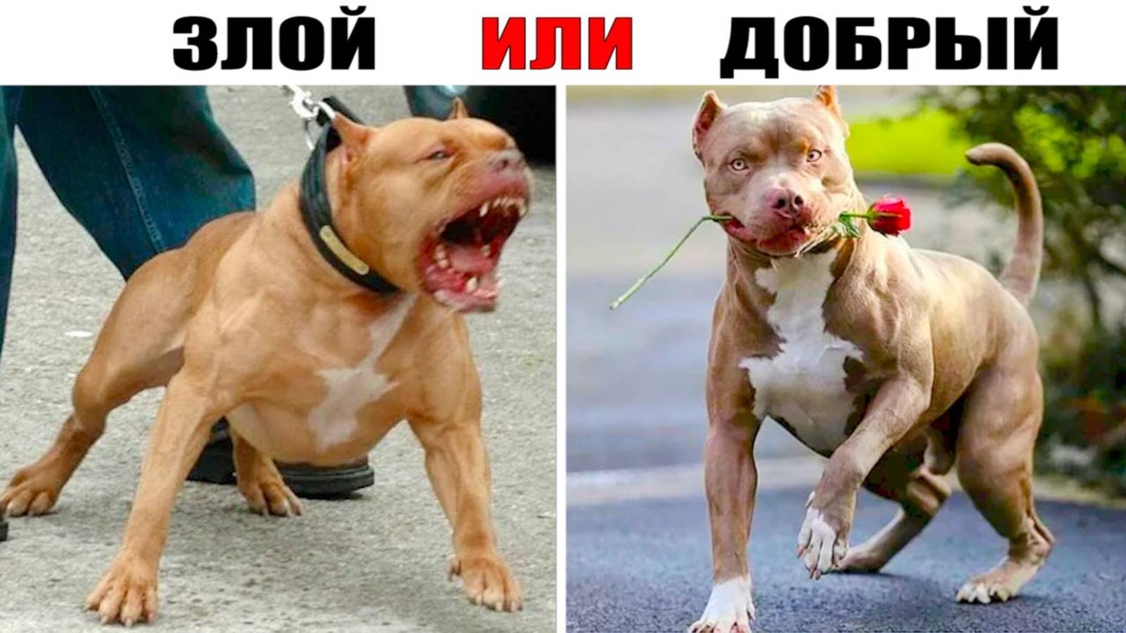 Питбуль или Американский Питбультерьер - самая противоречивая порода!