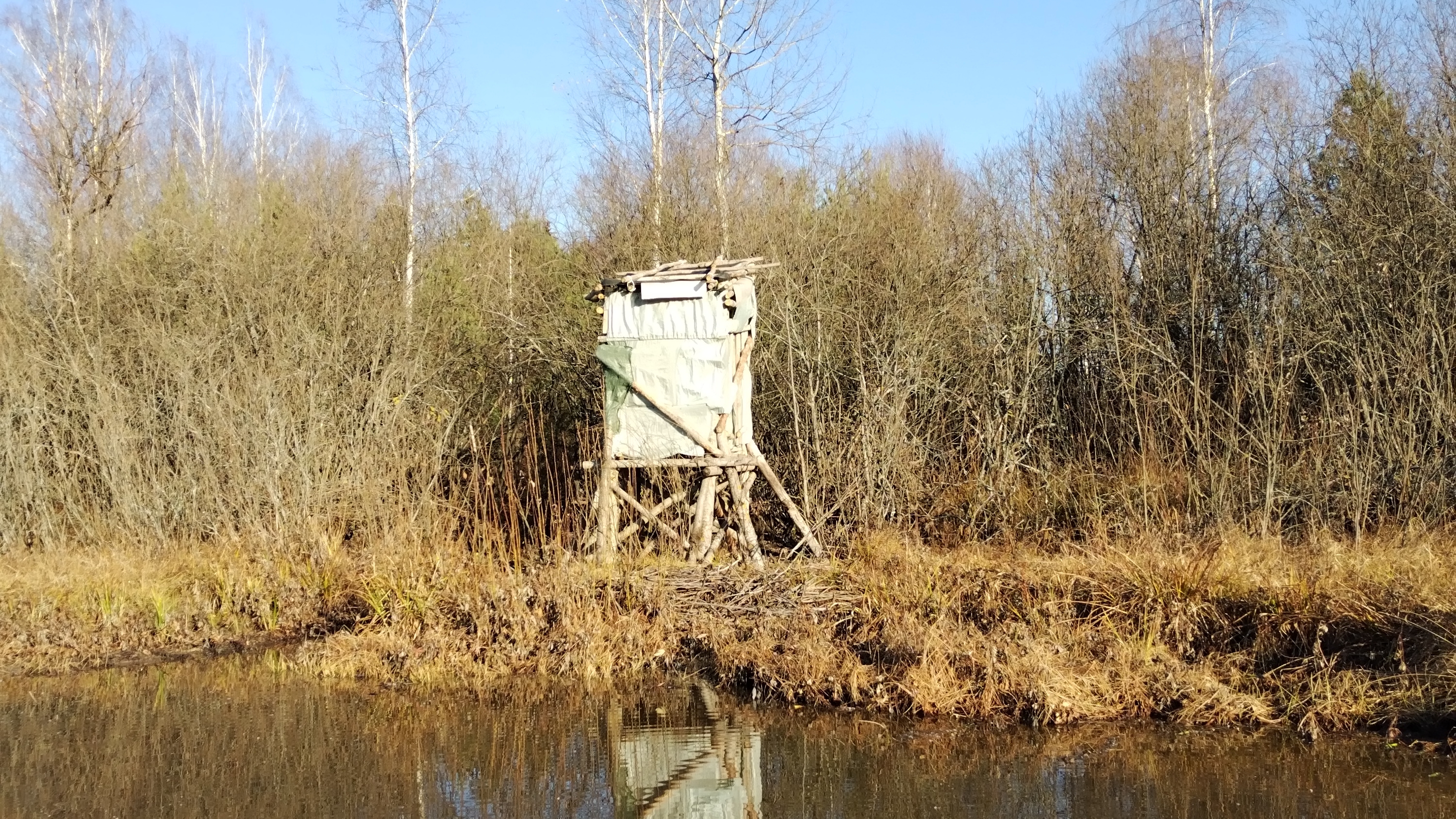Озеро обмелело, Бобры покидают свои норы. Моя новая засидка-скрадок.