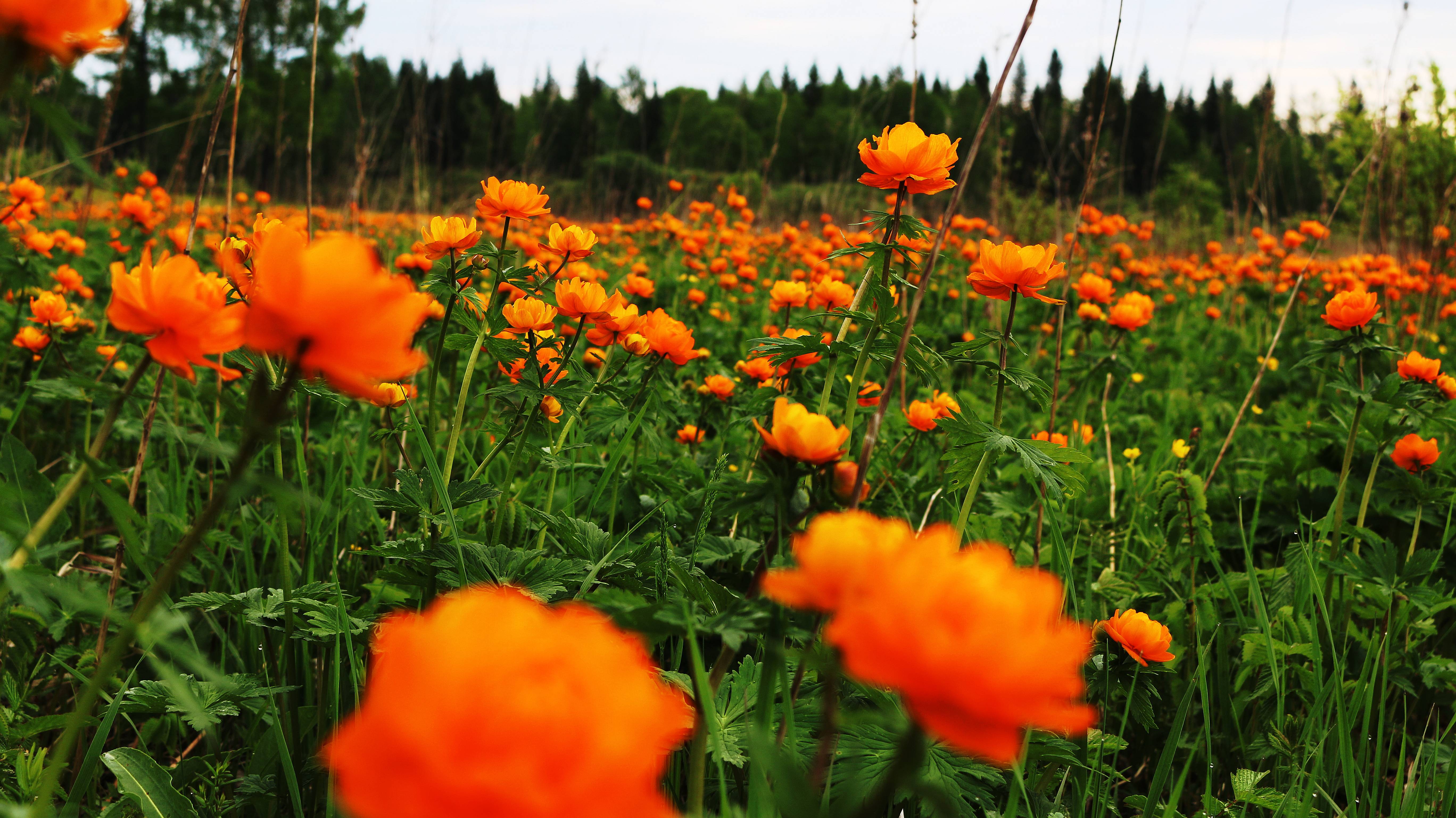 Первые огоньки