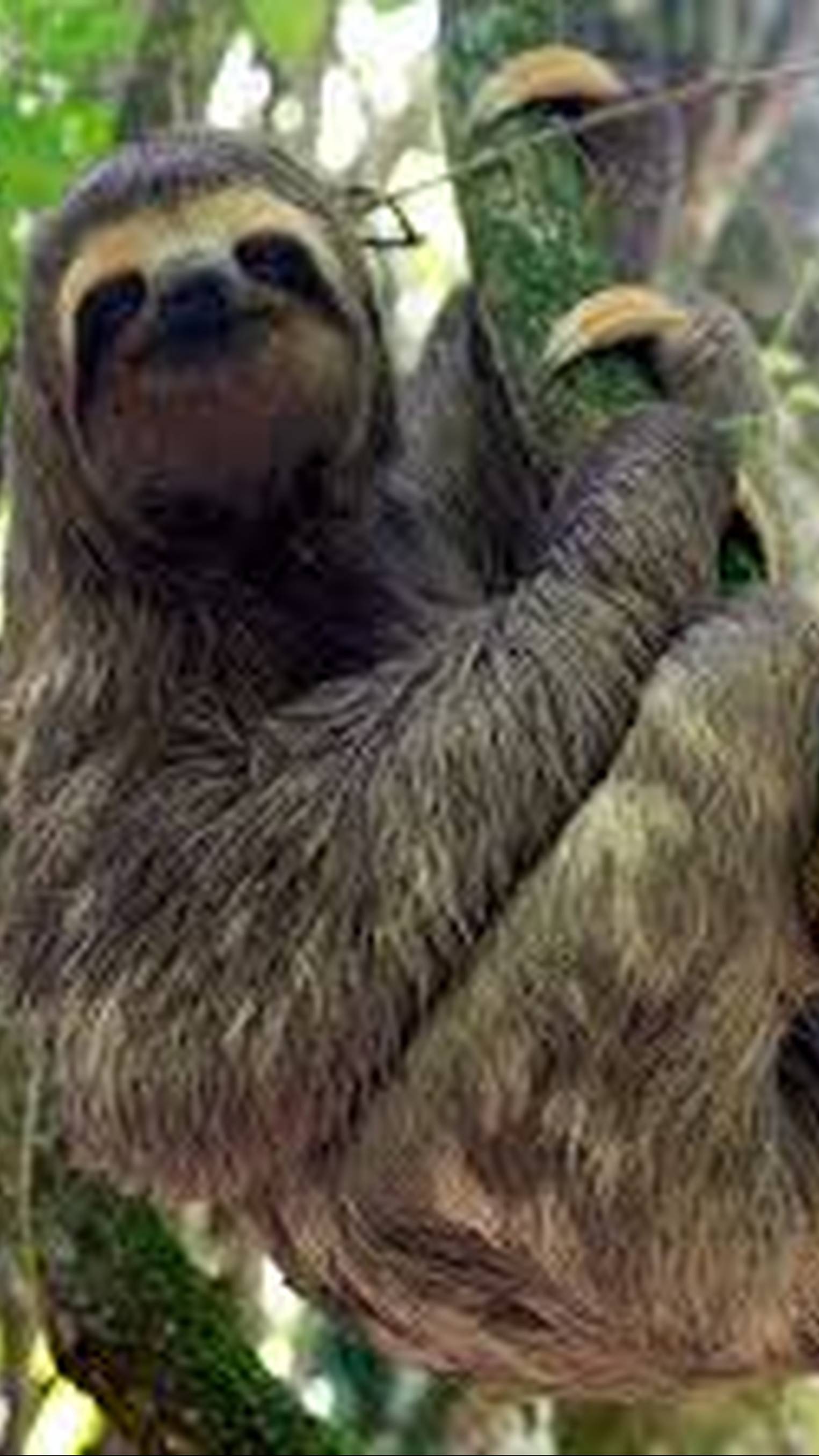 Причудливое и удивительное животное Ленивец.