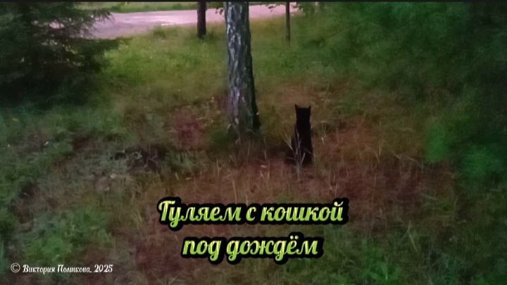 Прогулка с кошкой под дождём