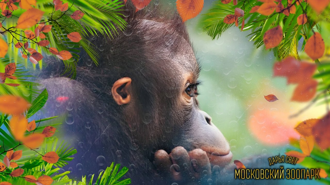 Малыш орангутан. Обезьянка акробат. На зарядку становись. Орангутаны. Московский зоопарк. Осень 2025