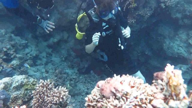 на дне Красного моря