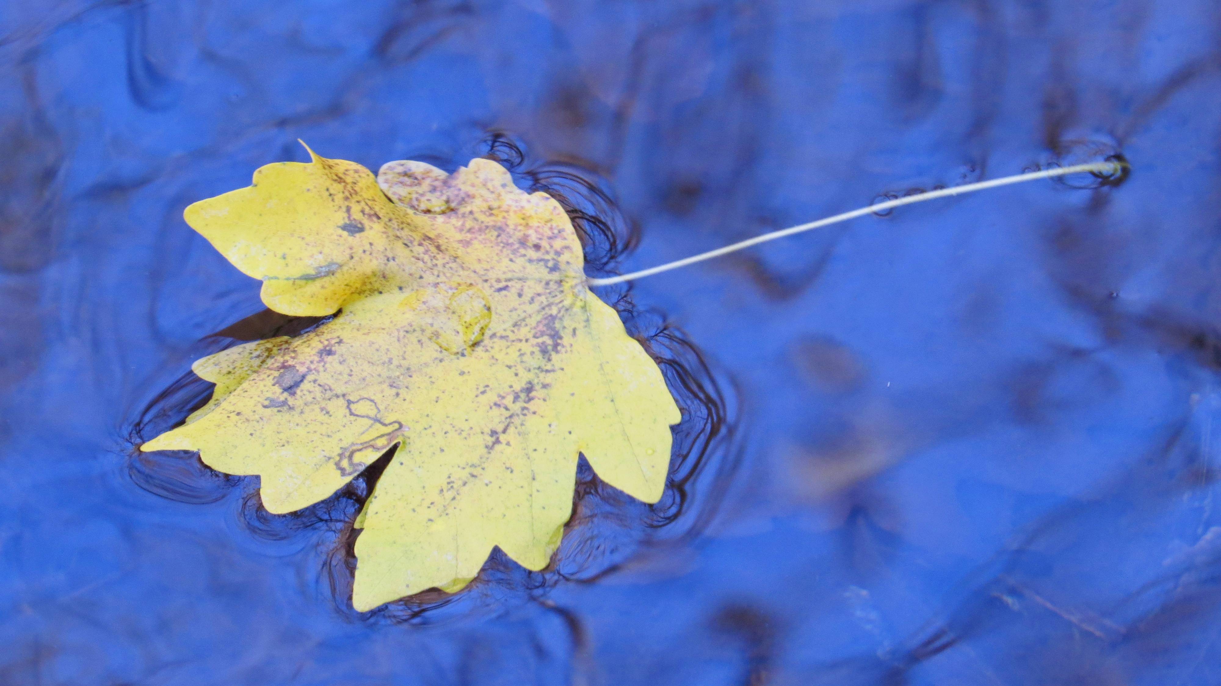 Релакс у Лесного ручья.