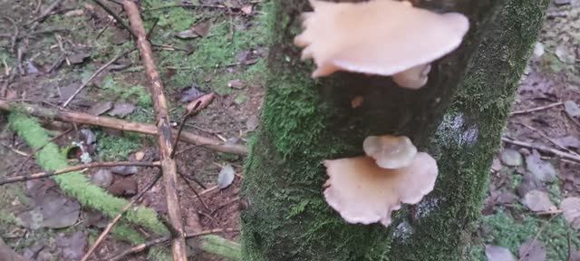 Грибы в нояре. Вешенки.