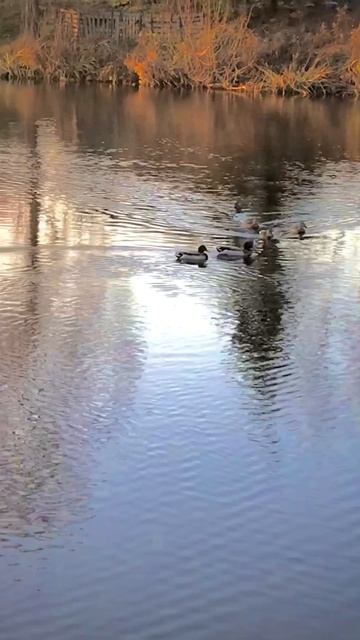 Утиная стайка