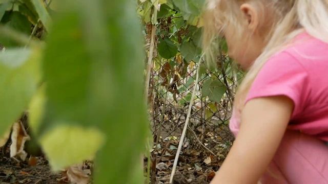 Осенние подарки. Чудеса каждый день. 13 серия (6+)