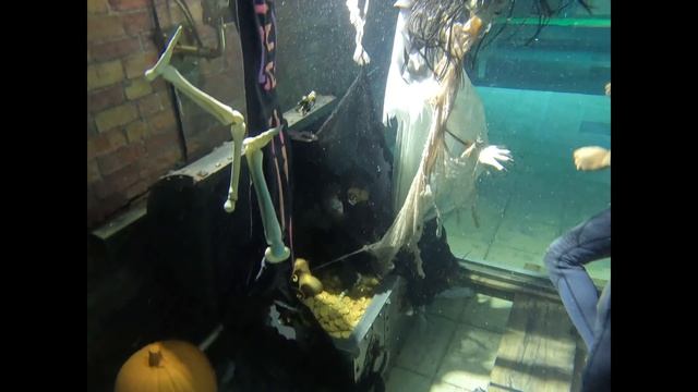 underwater halloween, дайвинг в Дубай, дайвинг в Эмиратах, Deep Dive Dubai, 2025