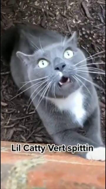 Смешные коты #90-7