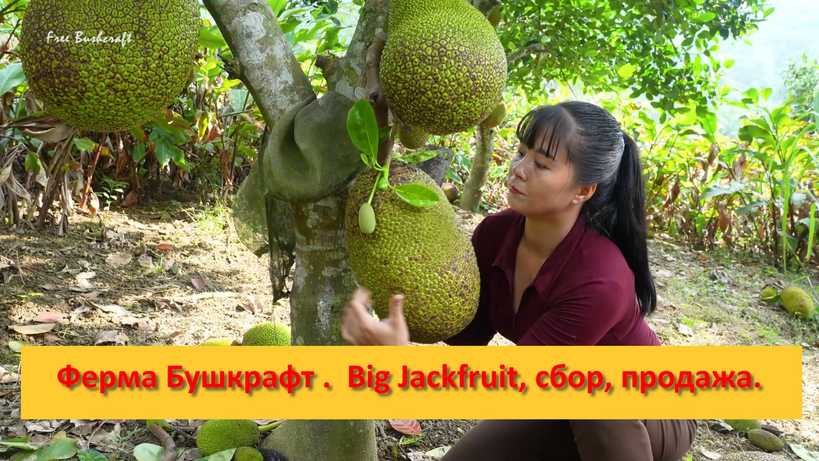 Ферма Бушкрафт в Пханге. Вьетнам.  Big Jackfruit, сбор, продажа.