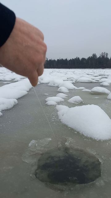 #зимняярыбалка щука на жерлицу