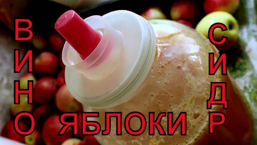 Яблочное вино домашнее