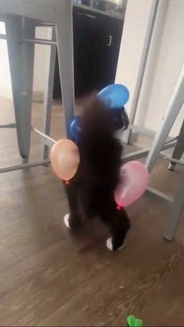 Игры котиков 🐱 с воздушным шариком 🎈