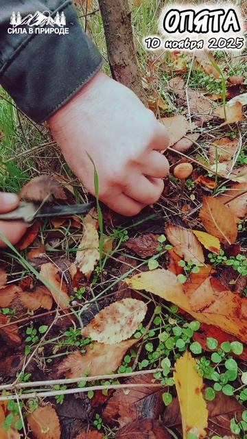 Видео грибы опята 10 ноября 2025