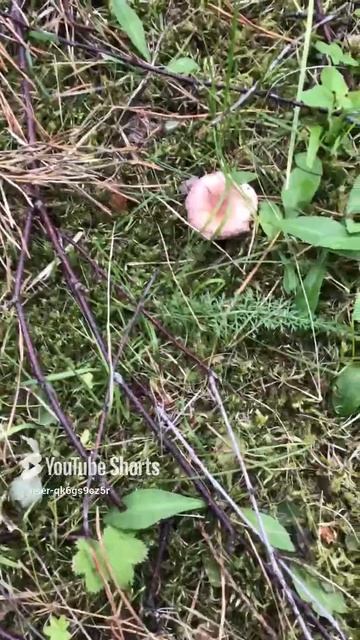 Ленинградская область. Хвойное. 12.07.2024. Грибы сыроежки