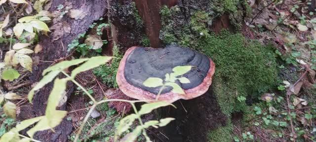 Трутовик - Русский гриб.