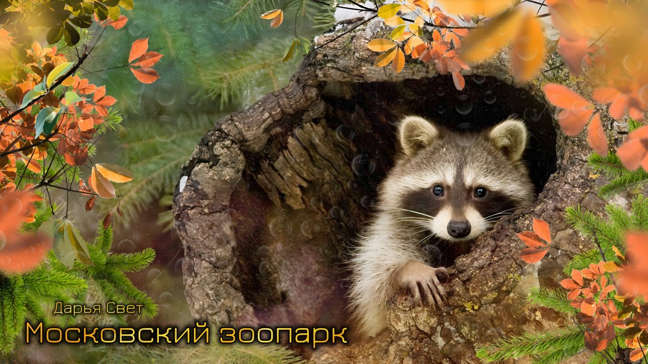 Еноты. Забавные енотики. Семейство енотов. Московский зоопарк. Осень 2025