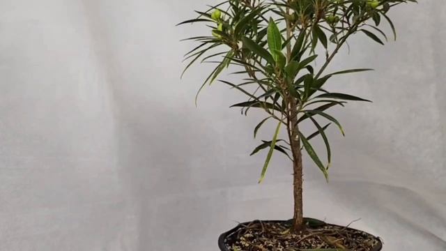 √1,2,3 фикус 123 саликария или неирефолия (Бонсай)