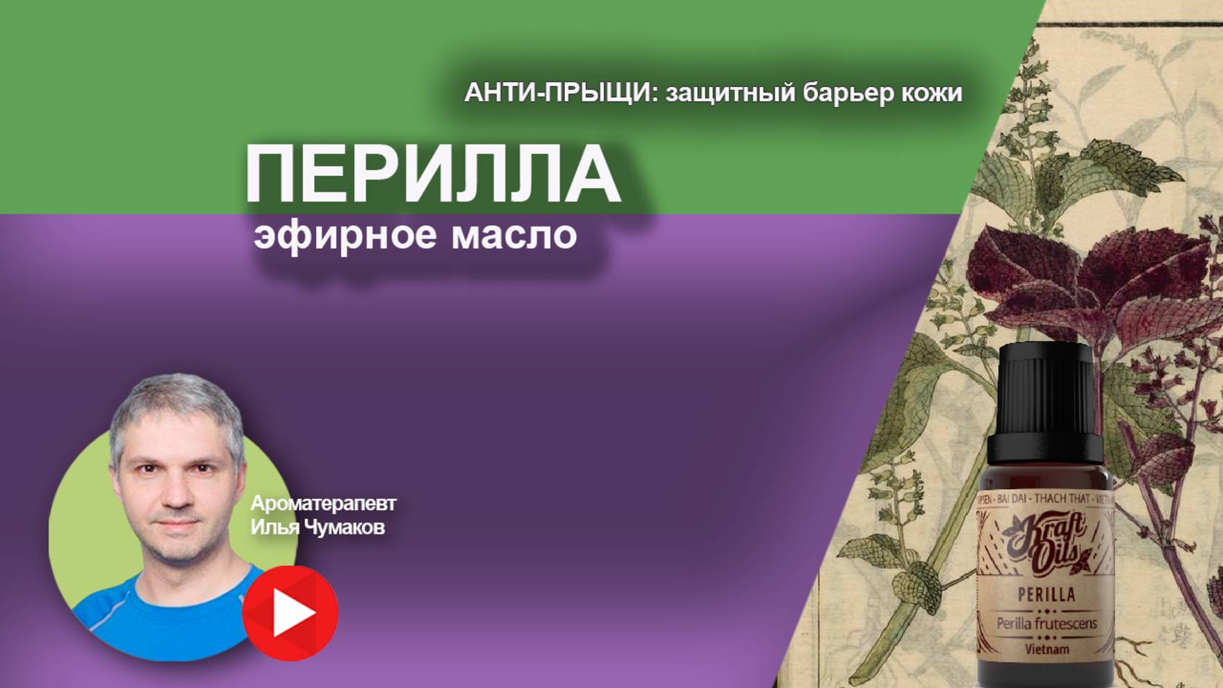 Перилла - свойства эфирного масла