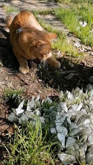 Мурзик и бабочки