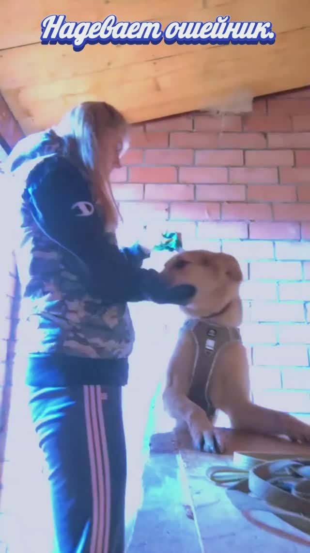 "Шанечкино житие" ❥ Приют в Малинках