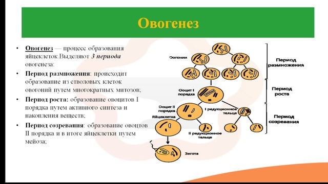 Видео-лекция 23.2 Гаметогенез