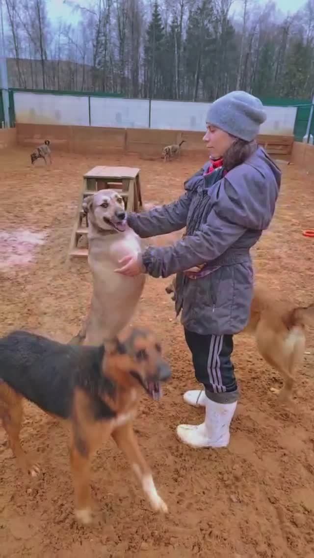 "Гуляем со стаей Розы" ❥ Приют в Малинках