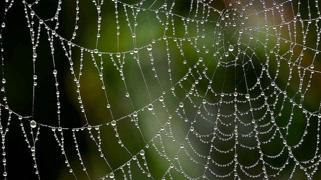 Василий Макеев. Признание